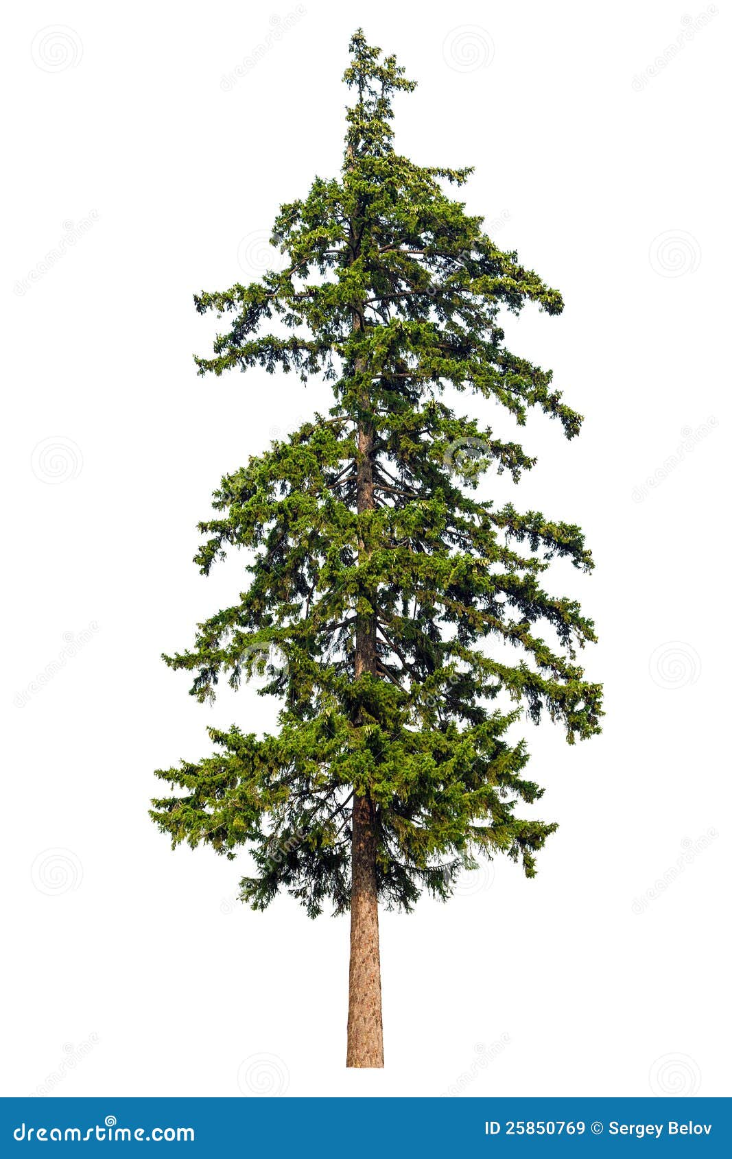 Fir tree isolated stock image. Image of summery, evergreen - 25850769 Fir tree isolated stock image. Image of summery, evergreen - 25850769