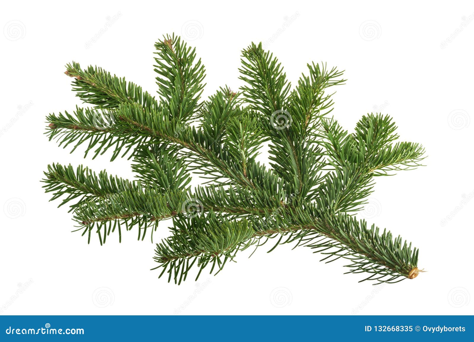 Fir Tree Isolated on White Background Stock Image - Image of furtree ...