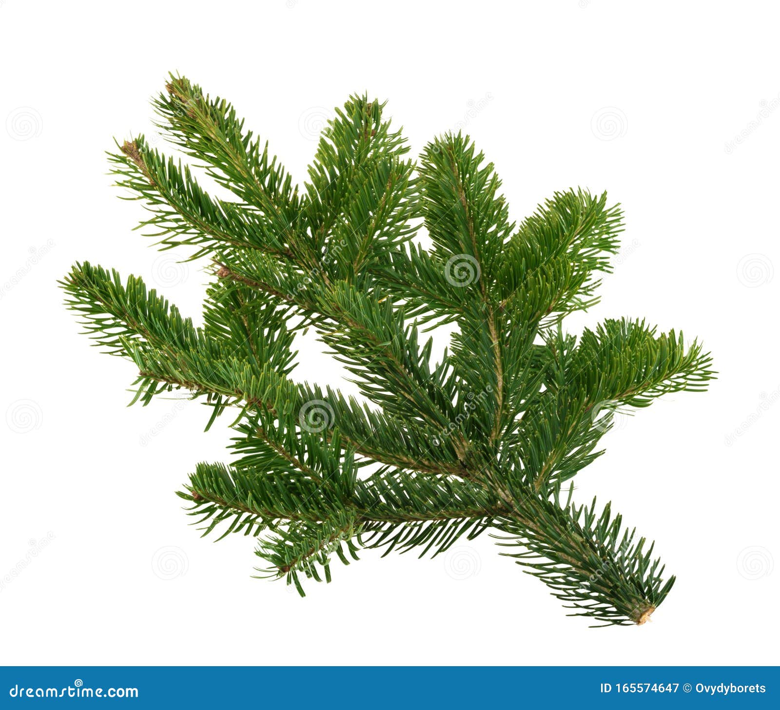 Fir Tree Isolated on White Background Stock Image - Image of natural ...
