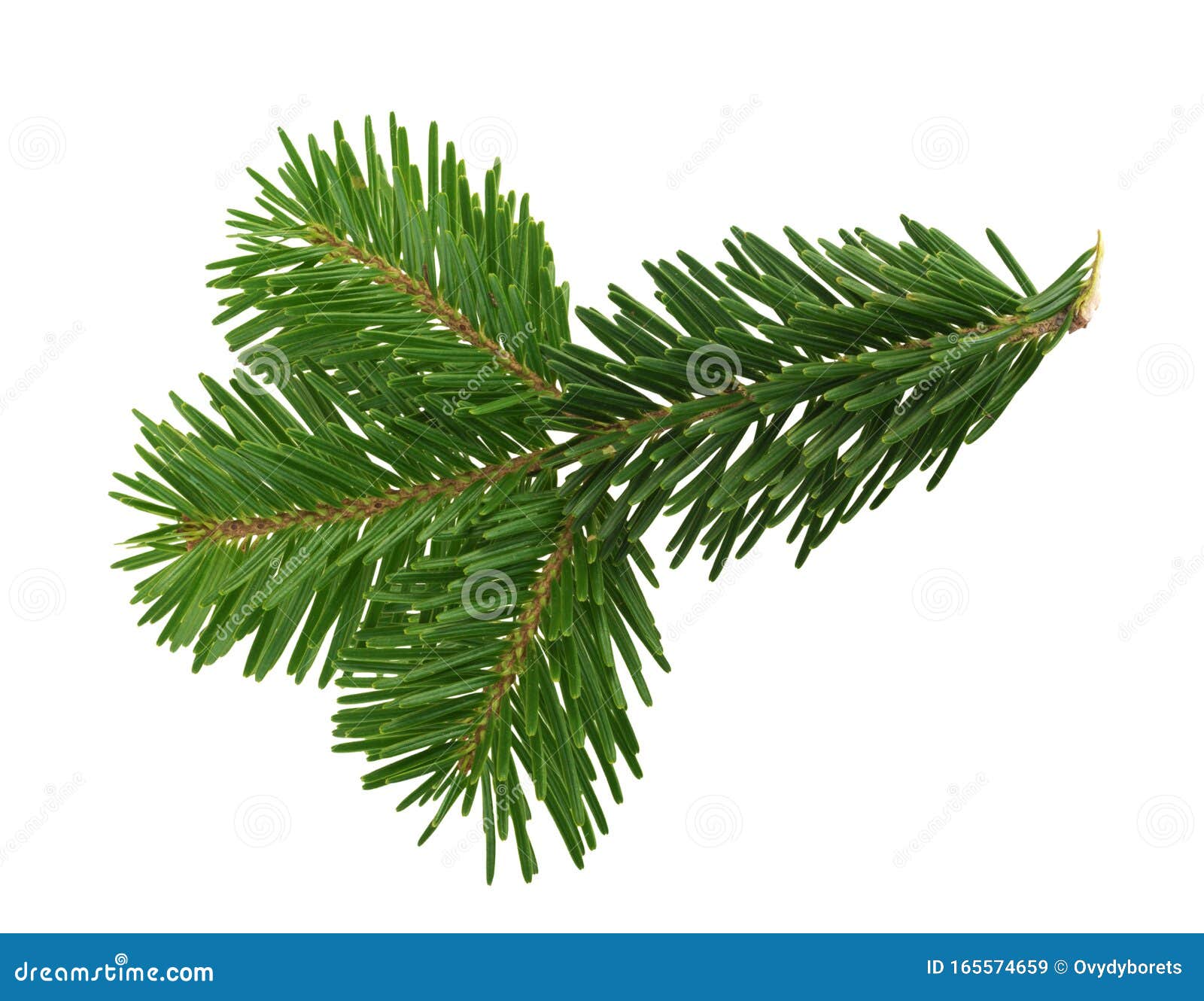 Fir Tree Isolated on White Background Stock Image - Image of evergreen ...