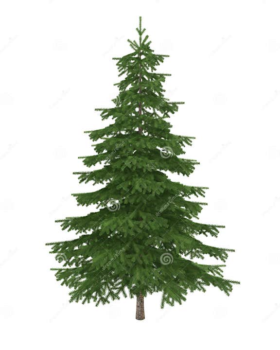 Fir Tree Isolated on White Background Stock Image - Image of green ...