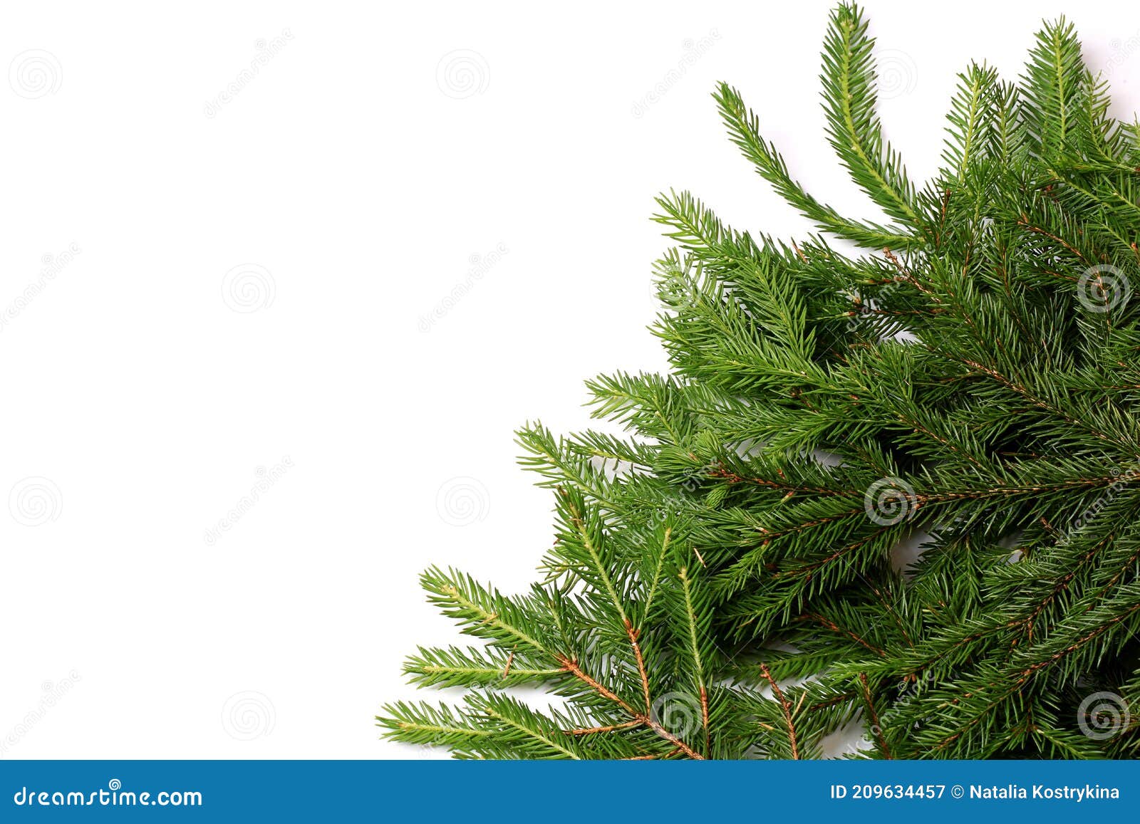 Fir Tree Isolated White Background Stock Image - Image of sprig ...