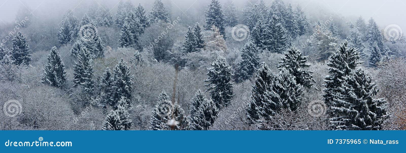 Fir-tree Landscape Panorama Stock Image - Image of hill, otdoors: 7375965