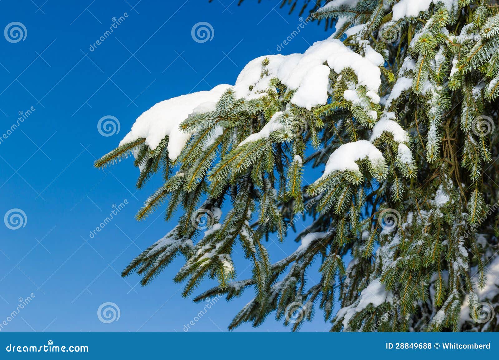 Fir Tree Leaves Convered in Snow Stock Photo - Image of plant, needle ...