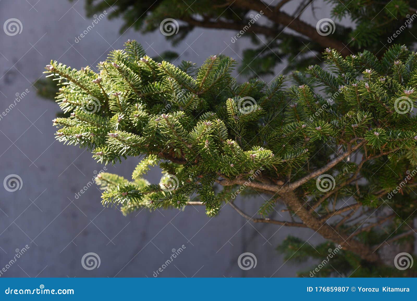 Fir tree leaves stock image. Image of leaves, tree, ornament - 176859807