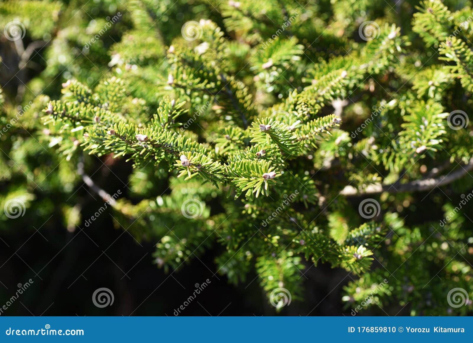 Fir tree leaves stock photo. Image of season, wood, coniferous - 176859810