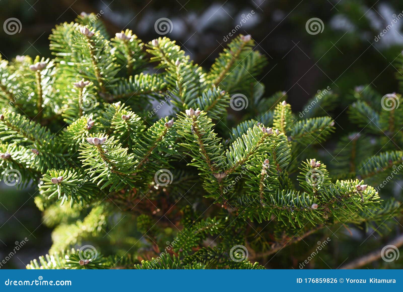 Fir tree leaves stock photo. Image of japan, plant, natural - 176859826