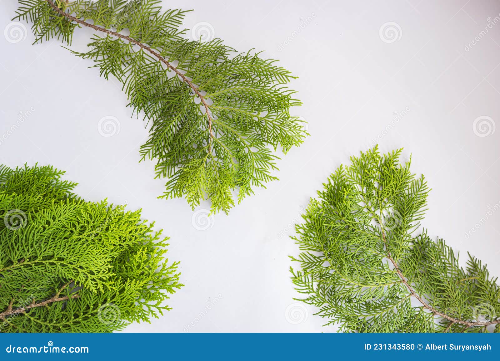 Fir Tree Leaves Isolated on White Paper Background Stock Photo - Image ...