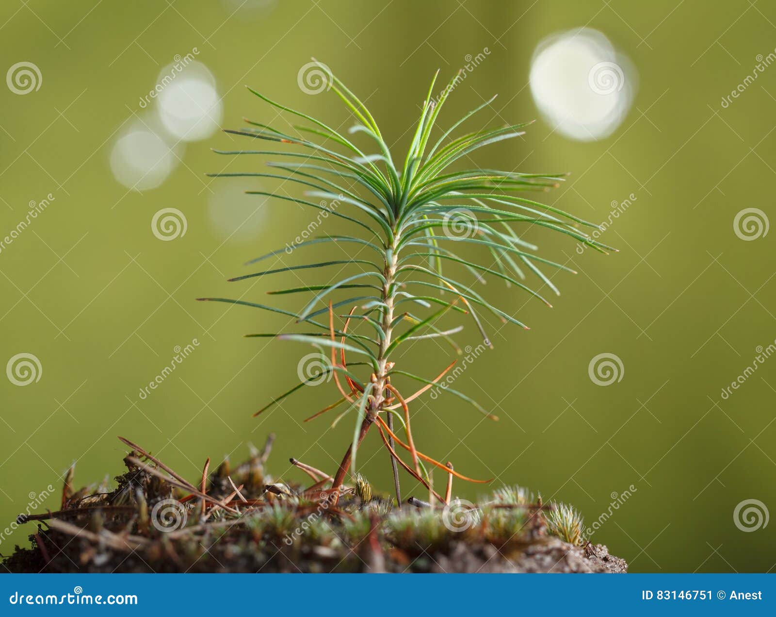 Fir-tree stock image. Image of plant, leaved, sapling - 83146751