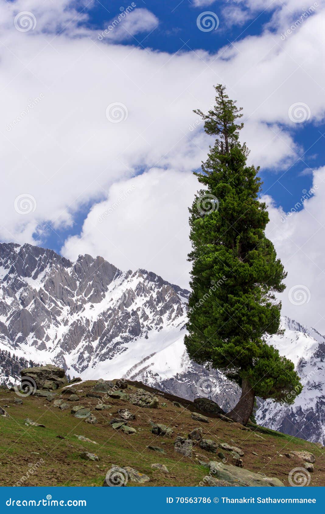 Fir tree by the mountains stock photo. Image of pristine - 70563786