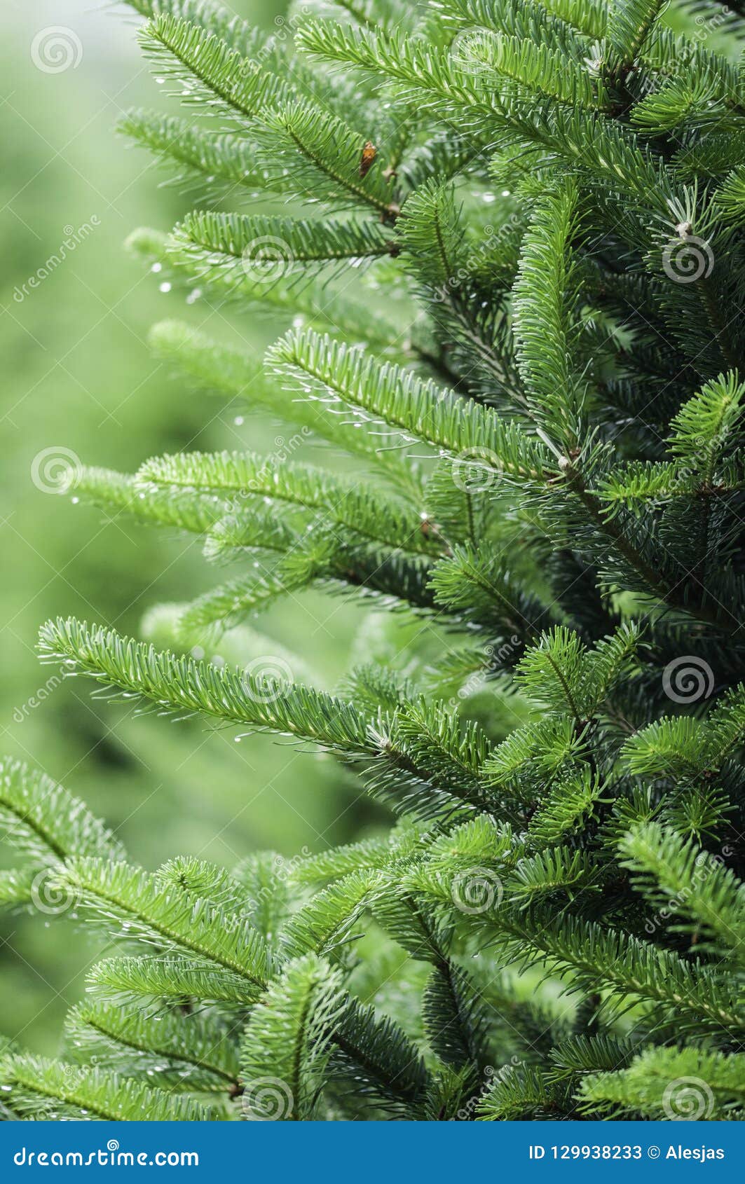 The Fir-tree Needles with the Drops of Water on it Over Green Ba Stock ...