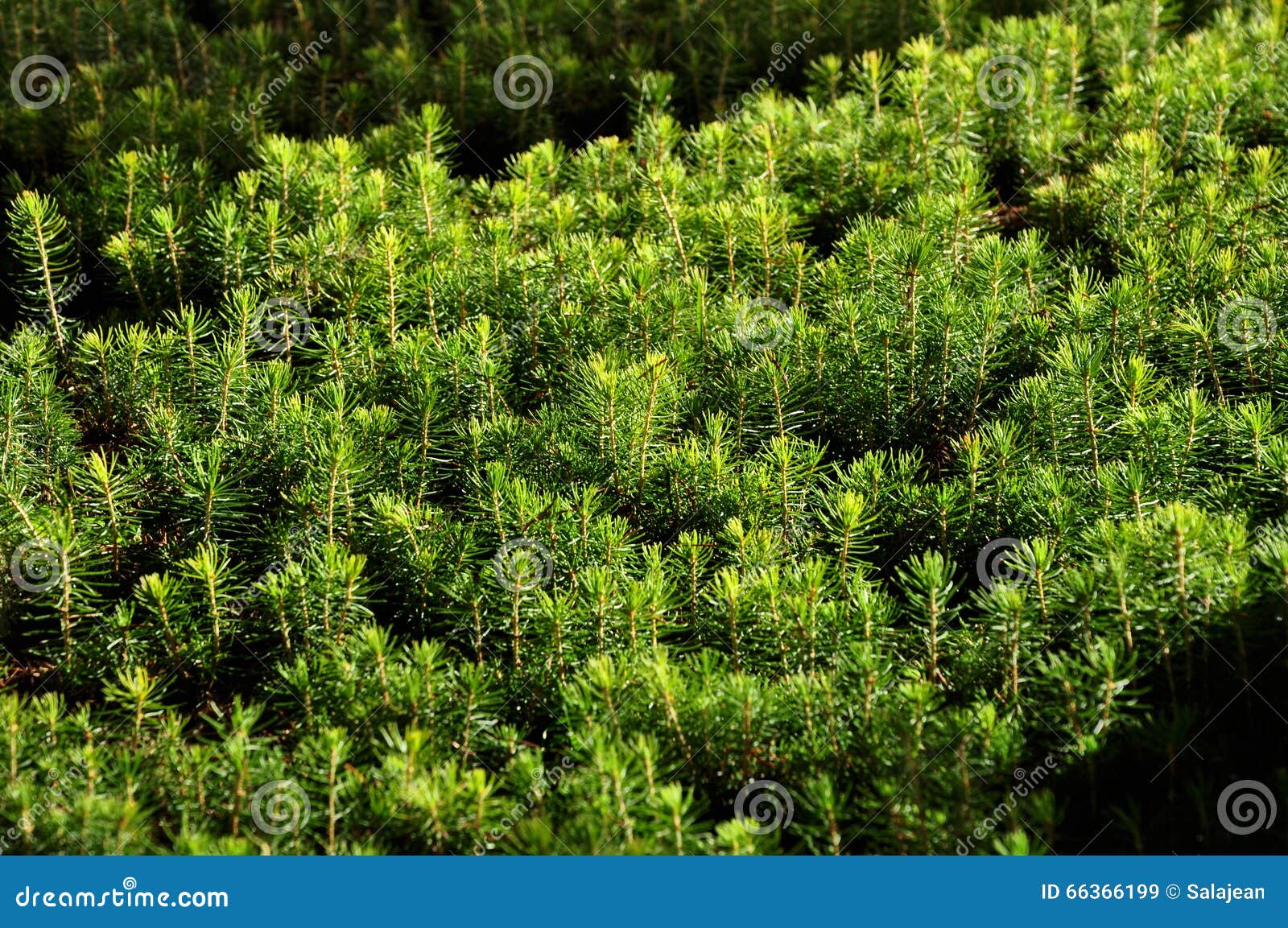 Fir Tree Nursery, Young Spruce Growing Stock Image - Image of nature ...