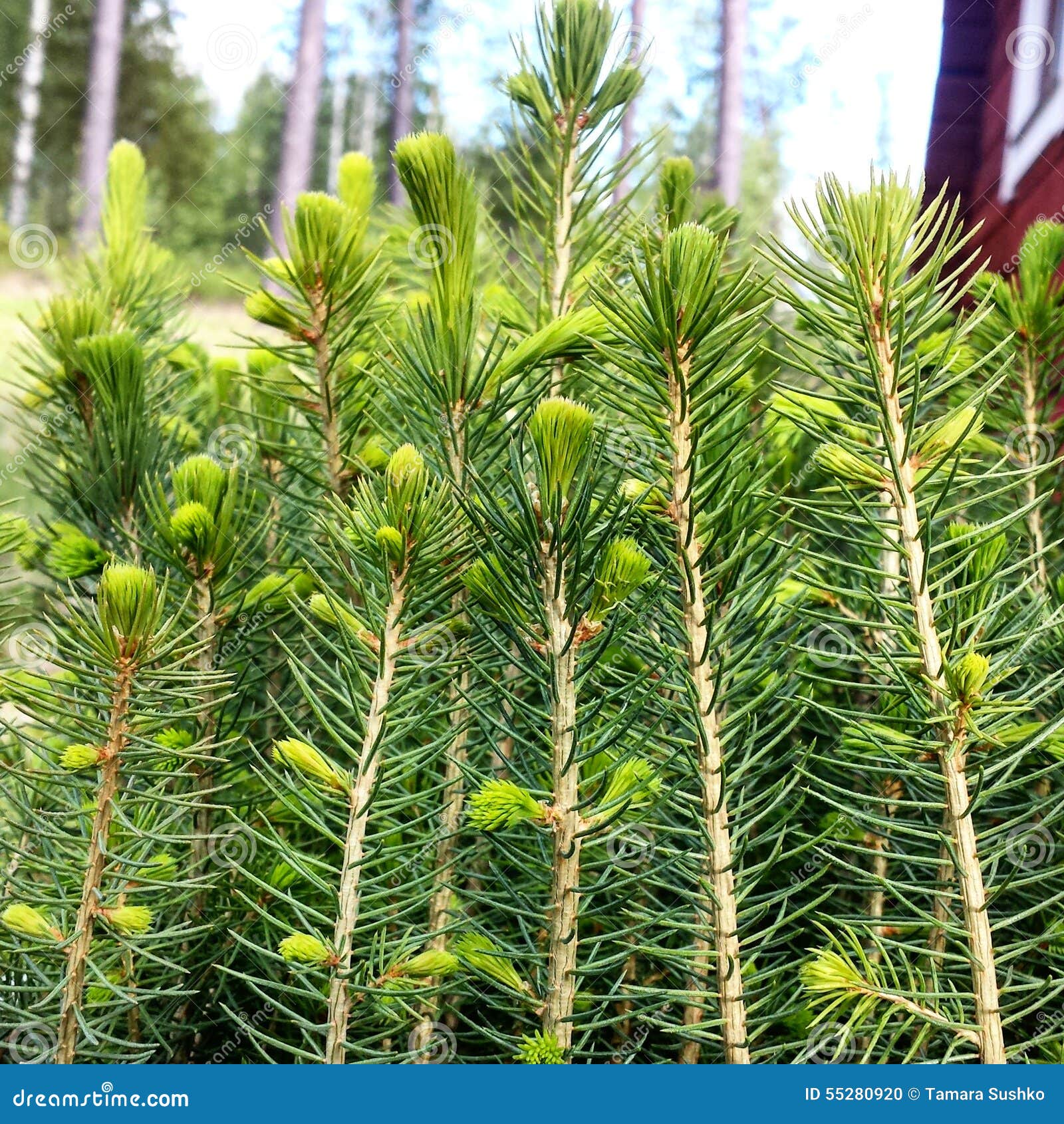 Fir-tree stock photo. Image of botany, forest, close - 55280920