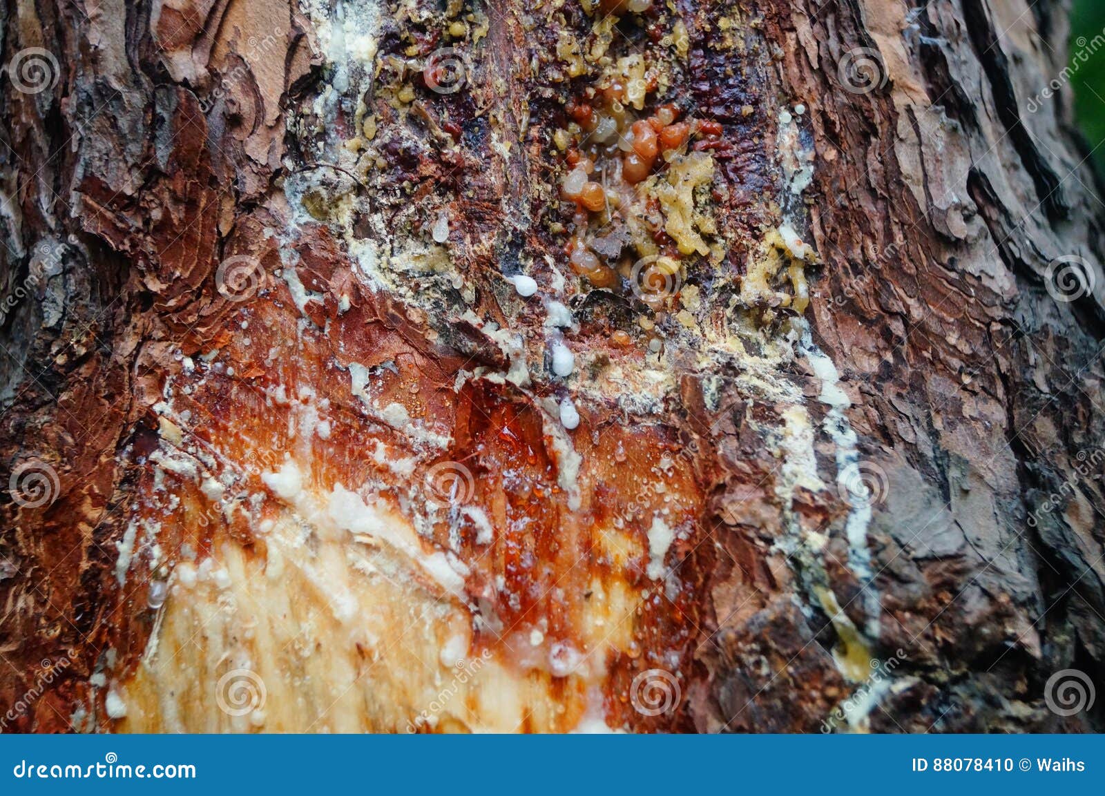 The Fir Tree Pulp Landscape Stock Photo - Image of slurry, life: 88078410