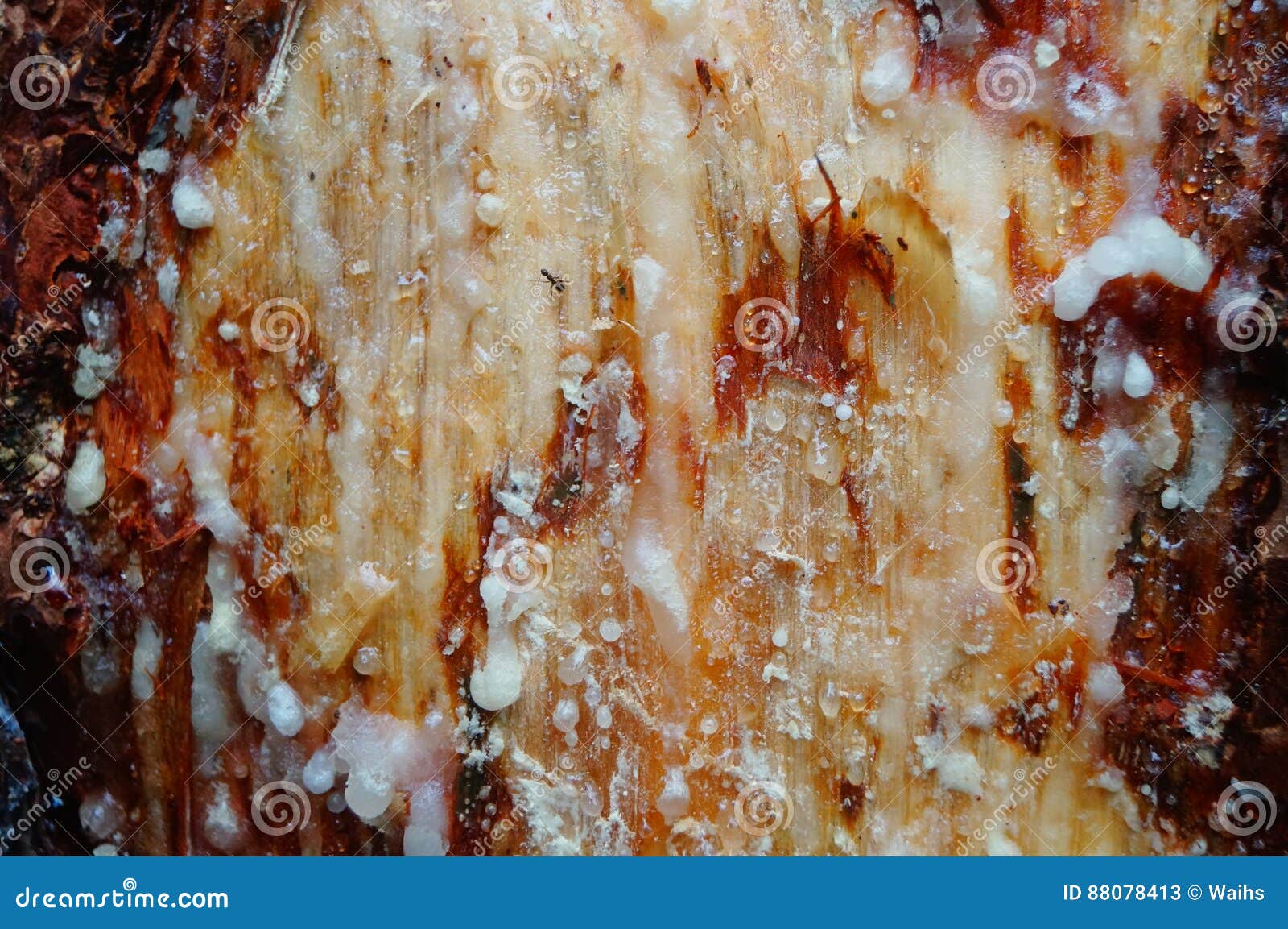 The Fir Tree Pulp Landscape Stock Image - Image of landscape, life ...