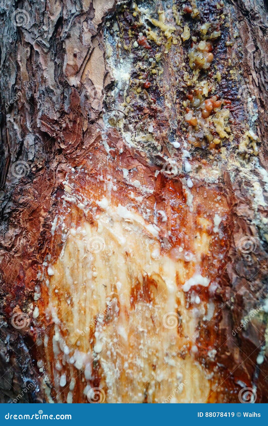 The Fir Tree Pulp Landscape Stock Image - Image of life, tree: 88078419