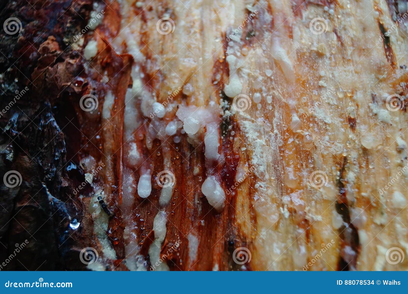 The Fir Tree Pulp Landscape Stock Photo - Image of still, close: 88078534