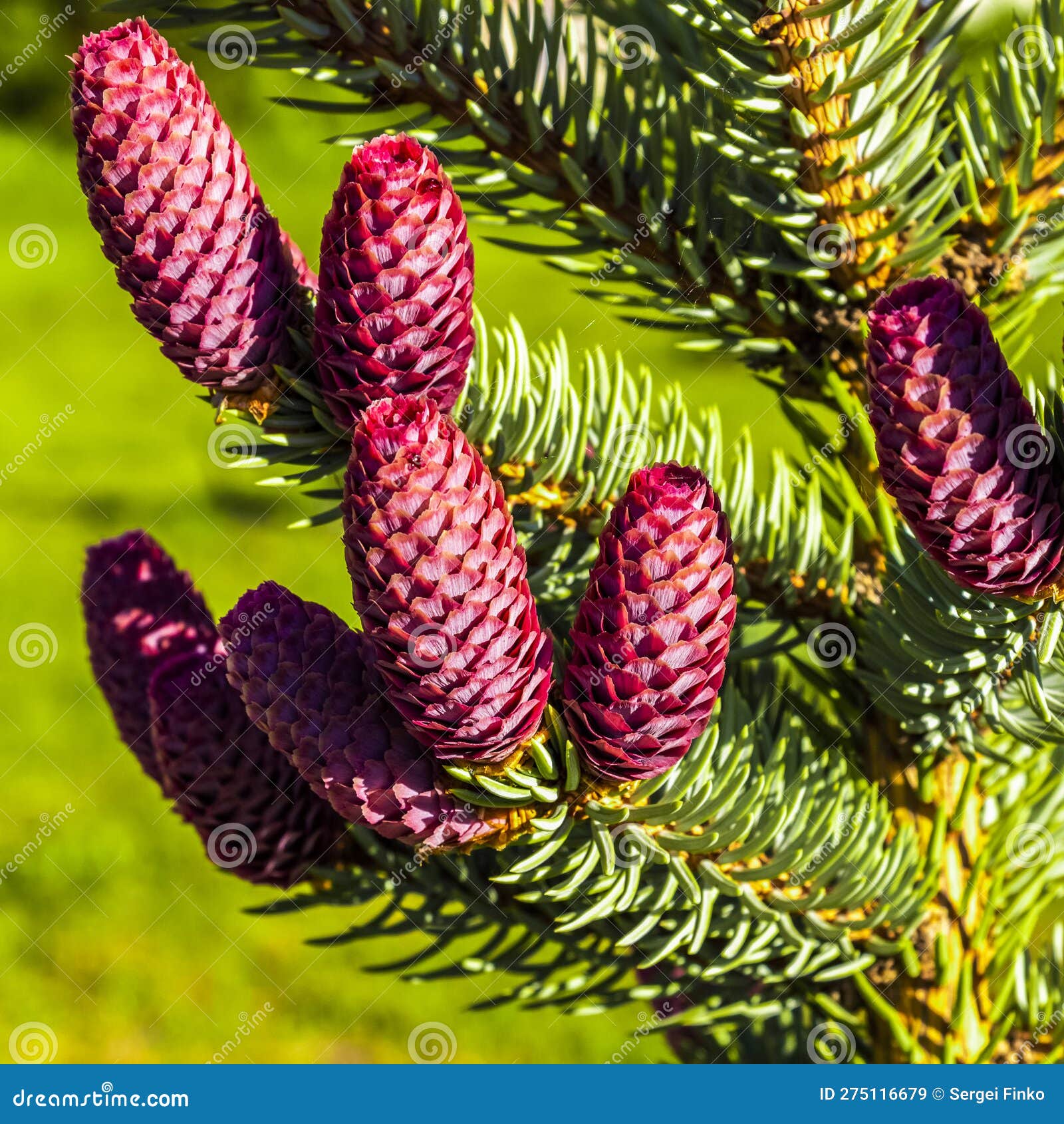 Fir tree with red cones stock image. Image of nature - 275116679