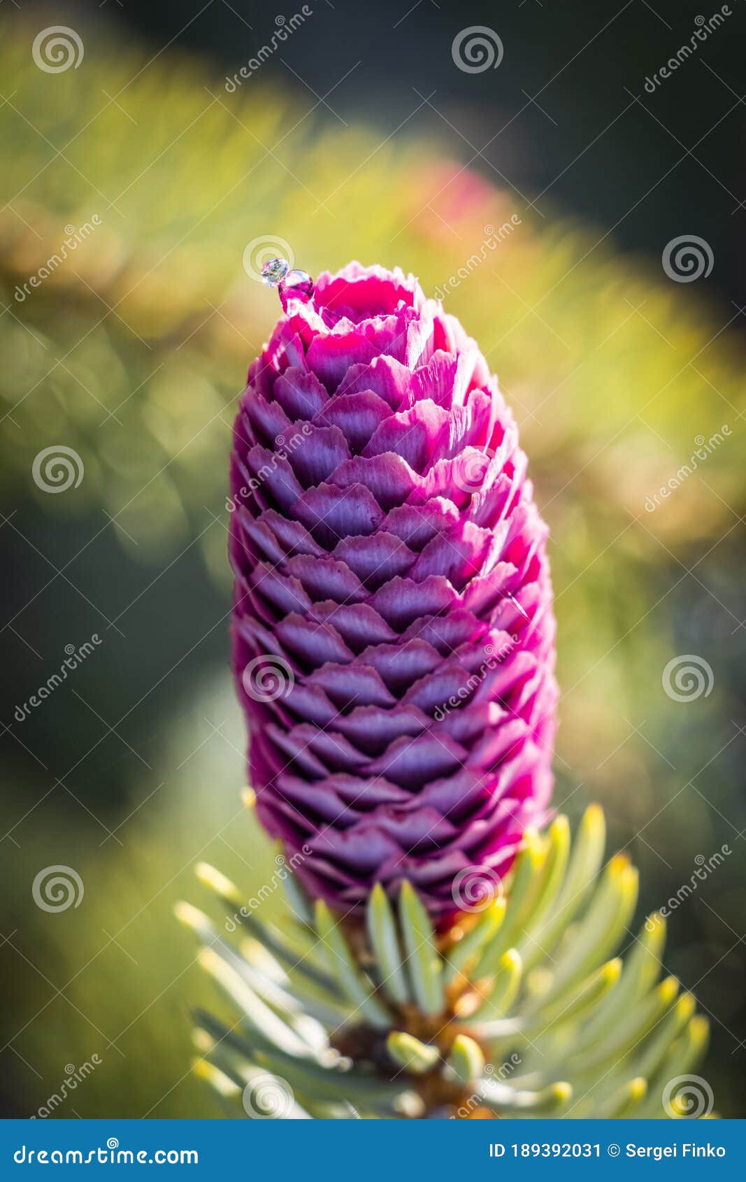 Fir tree with red cones stock image. Image of pine, colours - 189392031