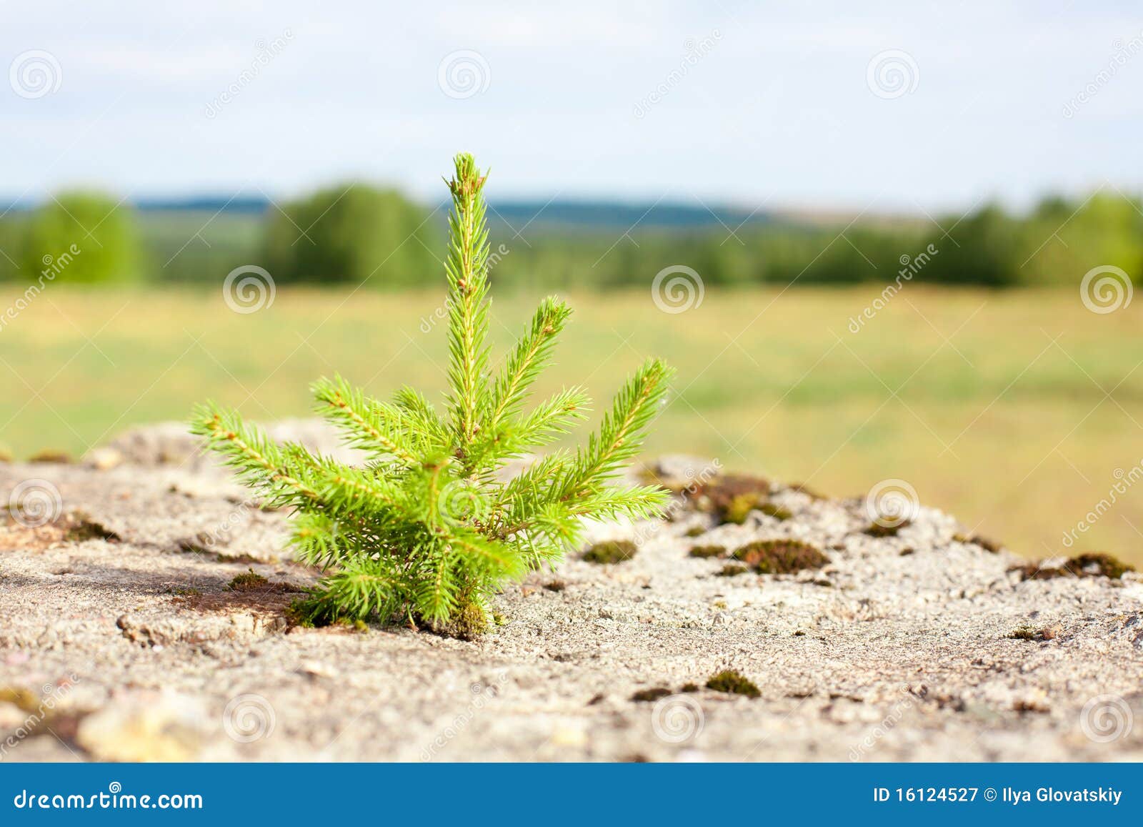 Fir tree on the rock stock image. Image of nature, culture - 16124527