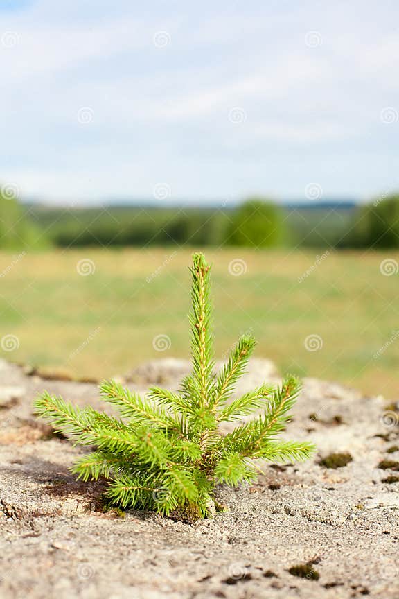 Fir tree on the rock stock photo. Image of pine, nature - 16178956