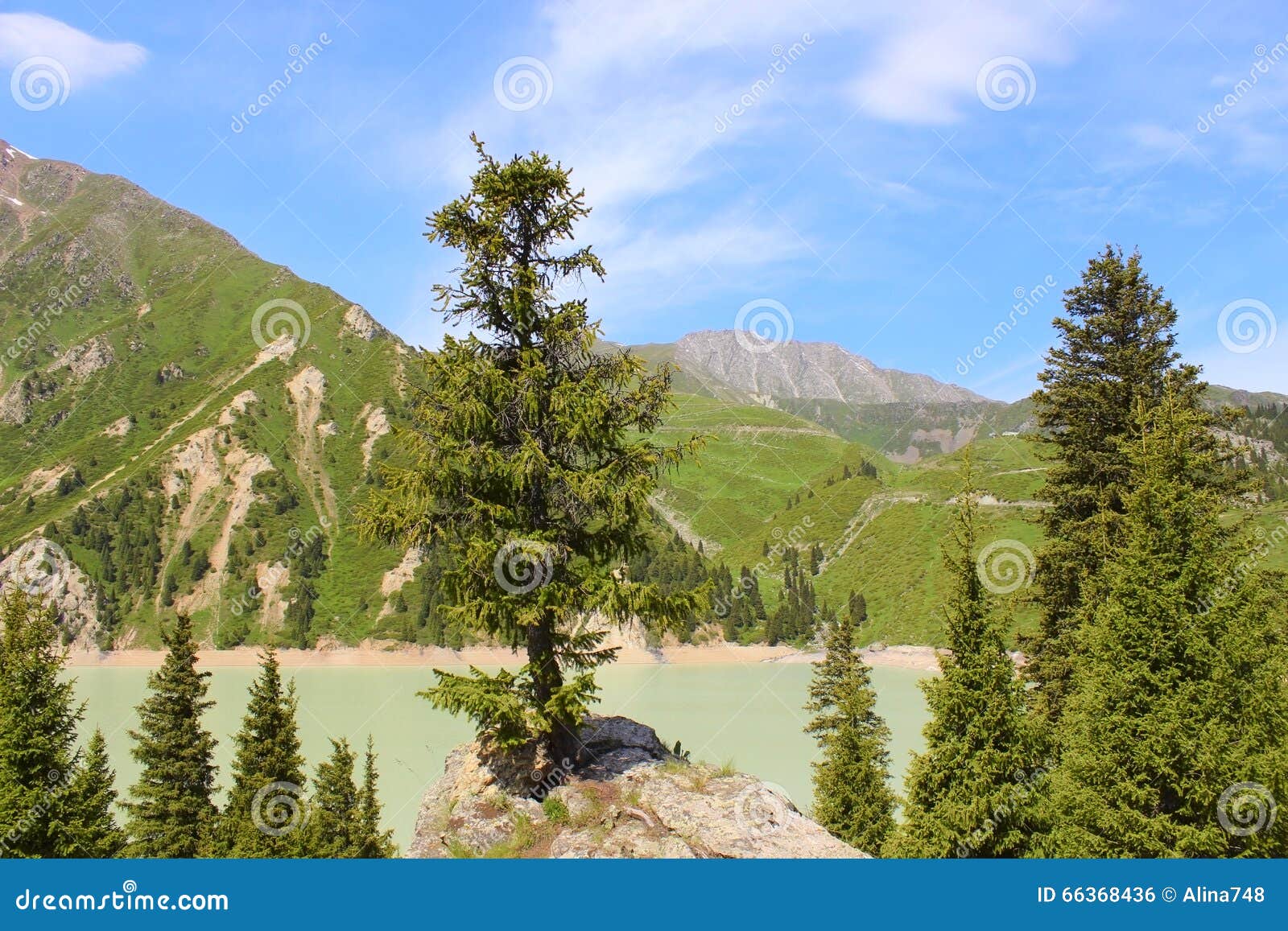 Fir-tree on a rock stock photo. Image of addictive, scrupe - 66368436