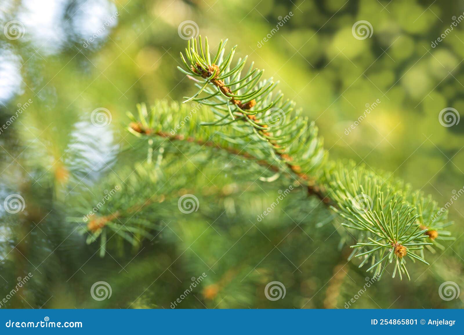 Fir tree`s branches stock image. Image of branches, nature - 254865801
