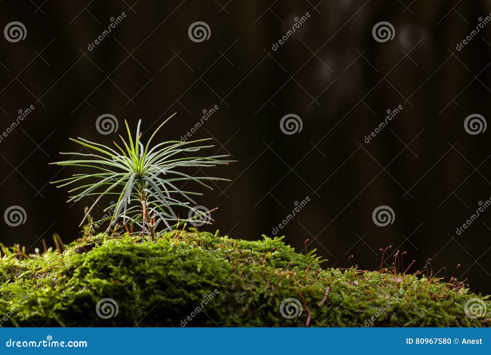 Fir tree sapling stock photo. Image of offspring, life - 80967580