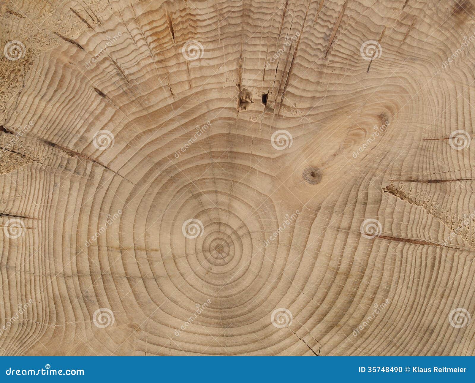 Fir tree stock photo. Image of notch, slice, trunk, wooden - 35748490