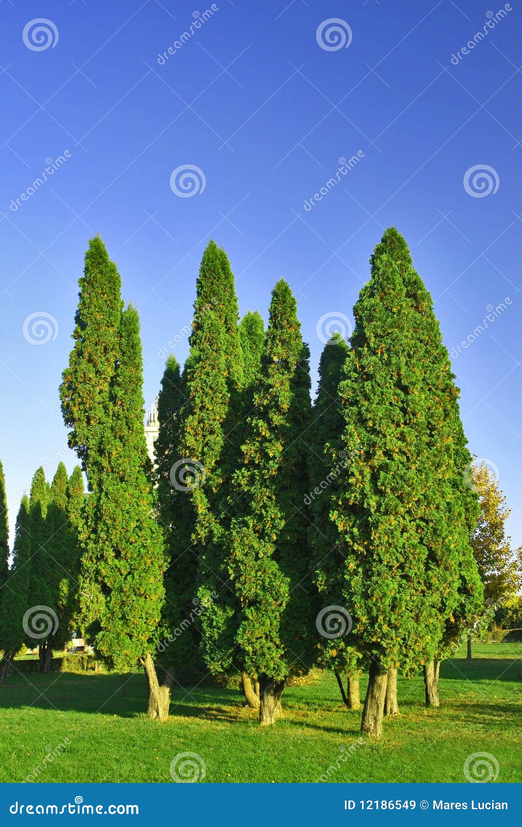 Fir Tree Small Groove on the Plain. Stock Image - Image of drop, color ...