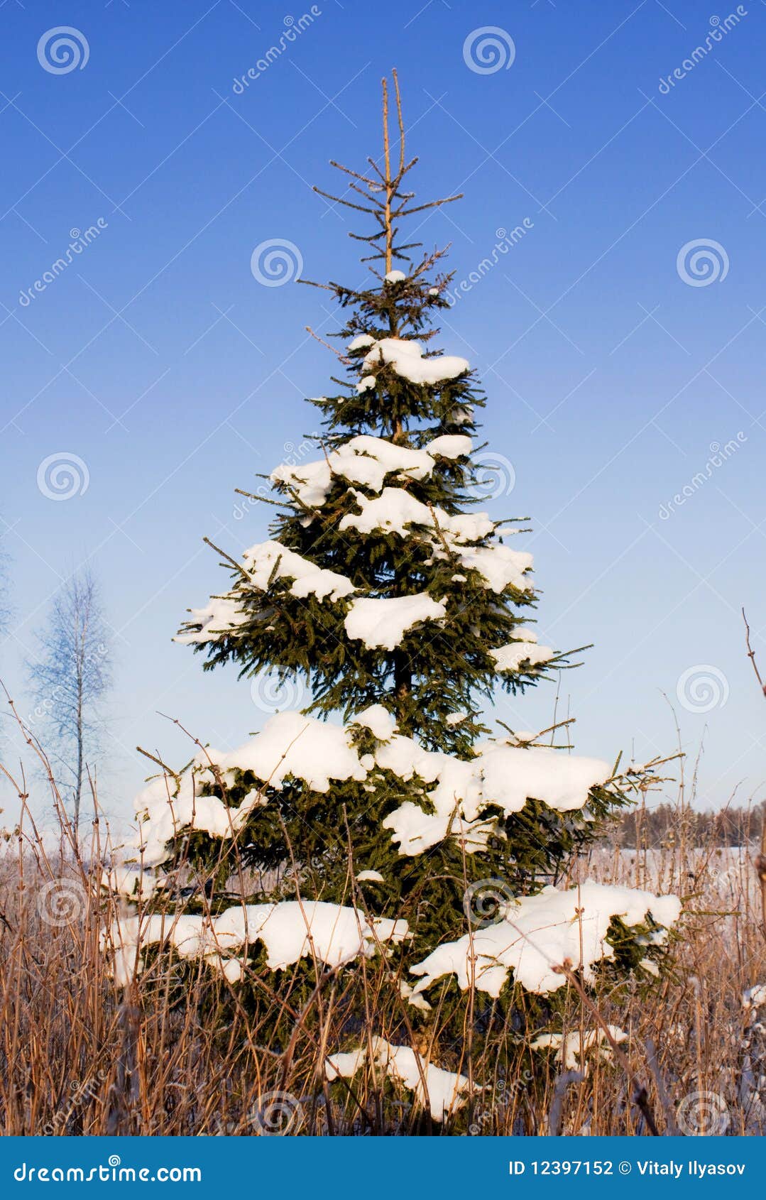 Fir-tree in snow stock photo. Image of holidays, freeze - 12397152