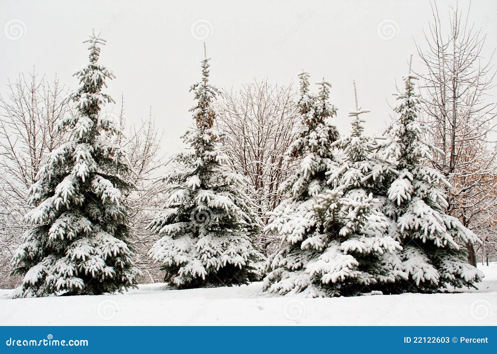 Fir tree in snow stock image. Image of snow, cold, december - 22122603