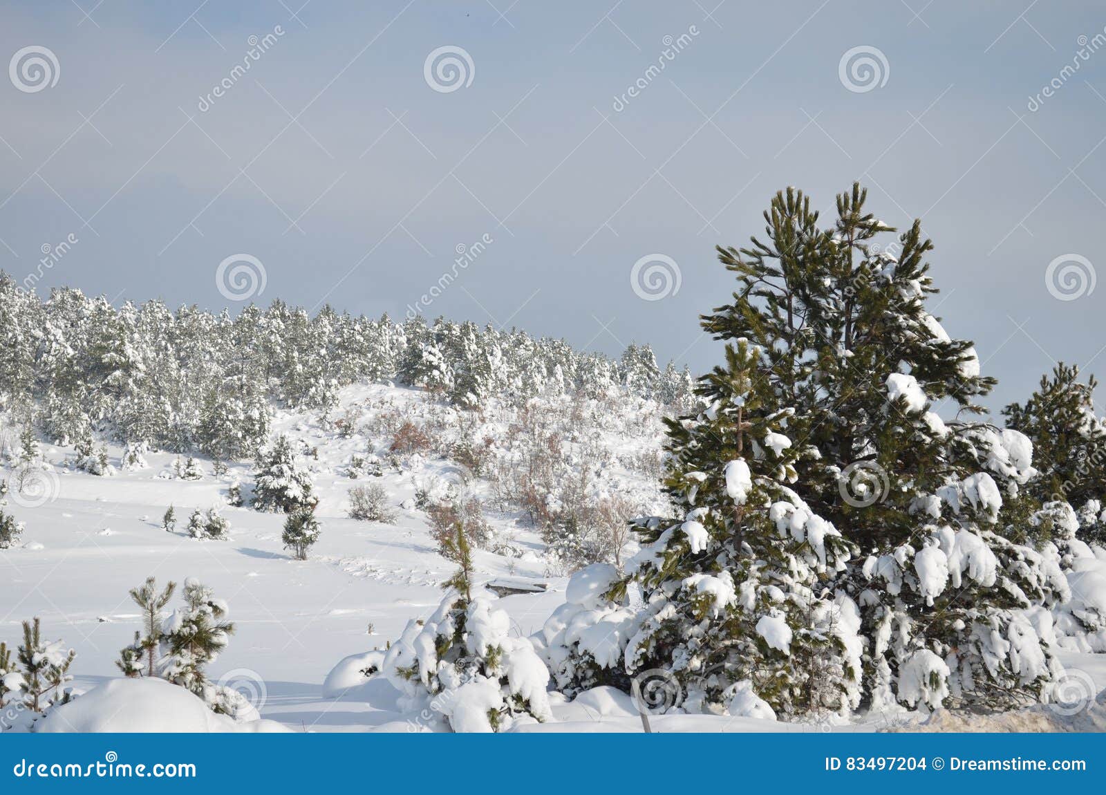 Fir-tree with a Snow Cap in Winter Stock Photo - Image of snowy, winter ...