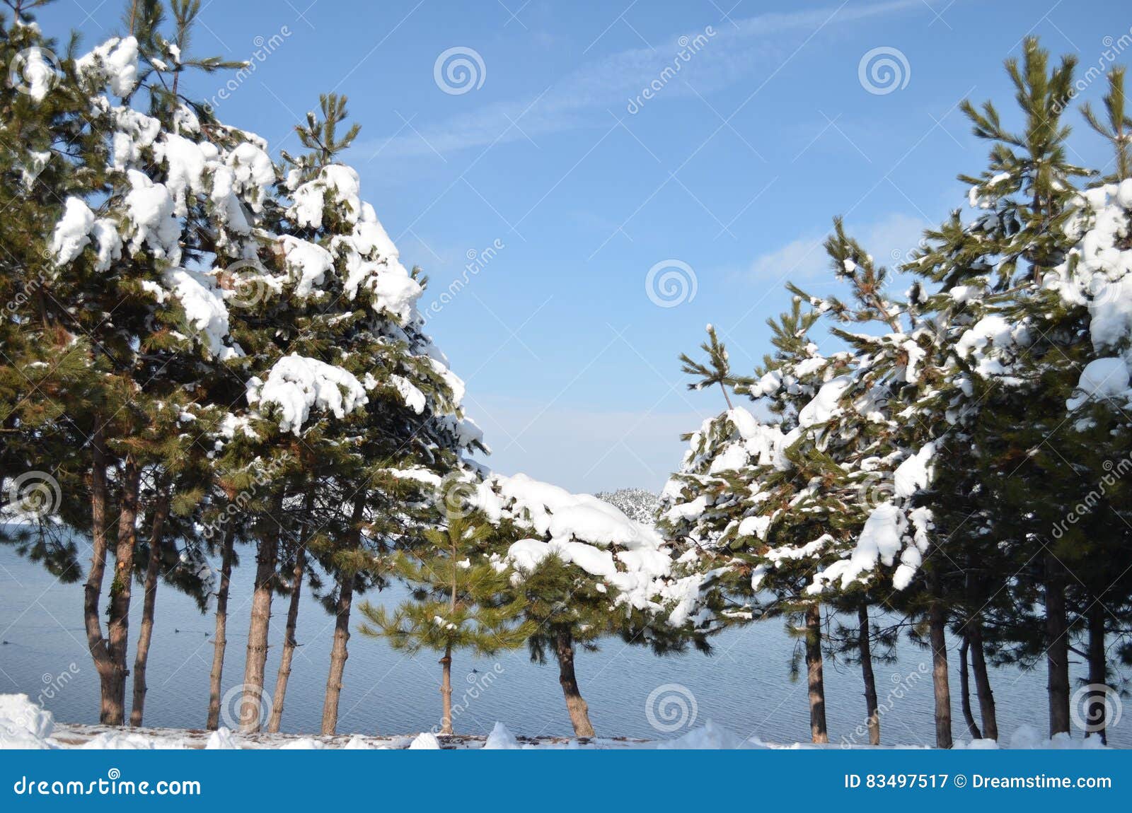 Fir-tree with a Snow Cap in Winter Stock Image - Image of trees, freeze ...