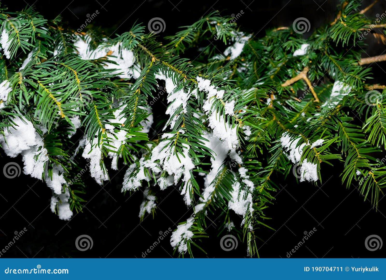 Fir Tree in a Snow on a Dark Background Stock Image - Image of cover ...