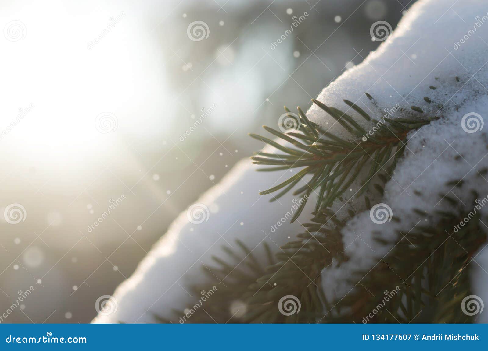 Fir Tree with the Snow on Its Branches and Glows Around Stock Image ...