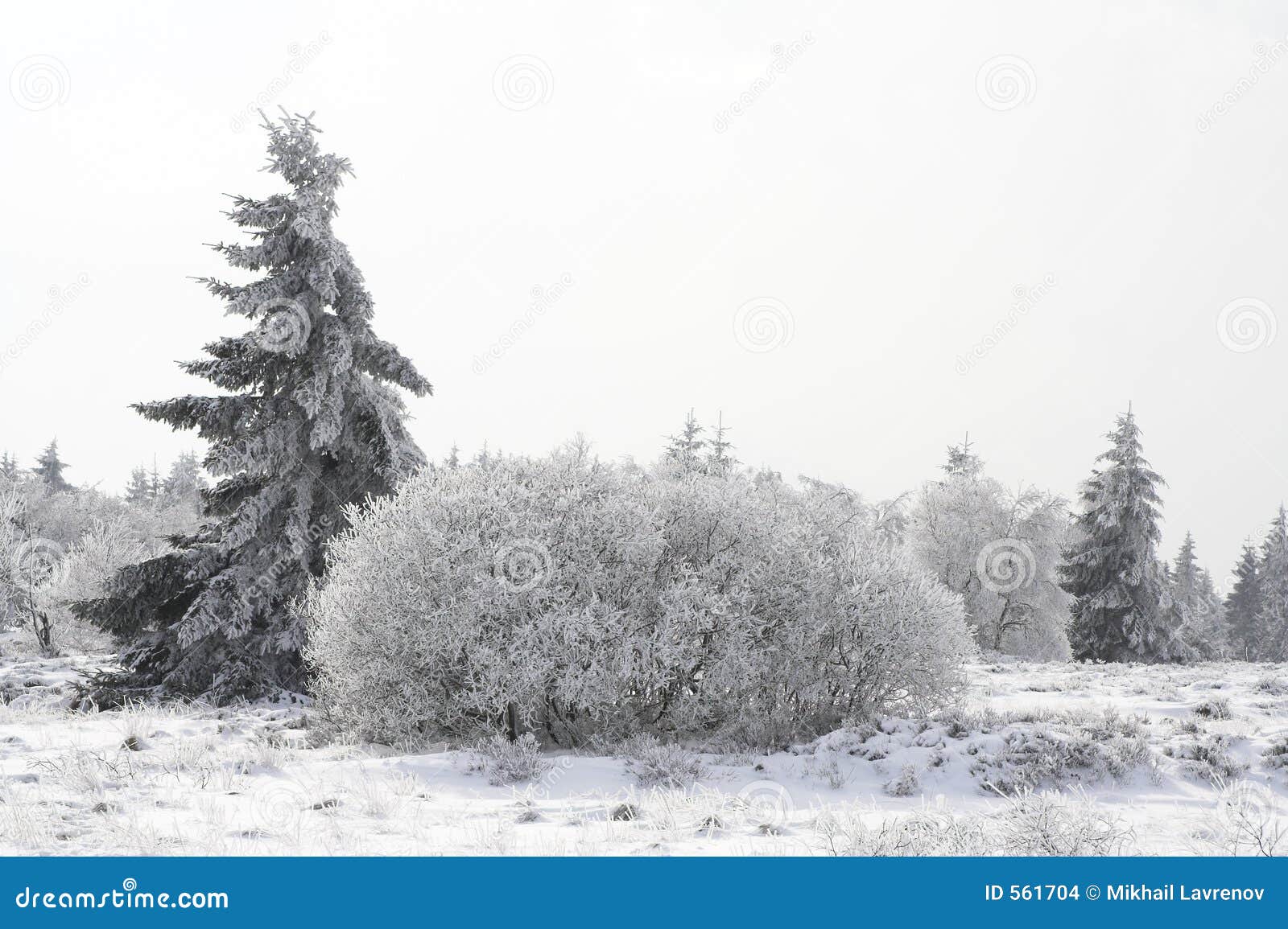 Fir Tree on a Snowy Forest Glade Stock Photo - Image of gentle, pure ...