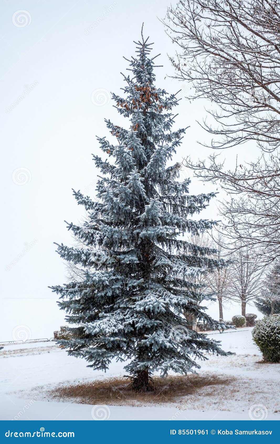 Fir Tree on a Snowy Landscape, Winter Stock Image - Image of nature ...