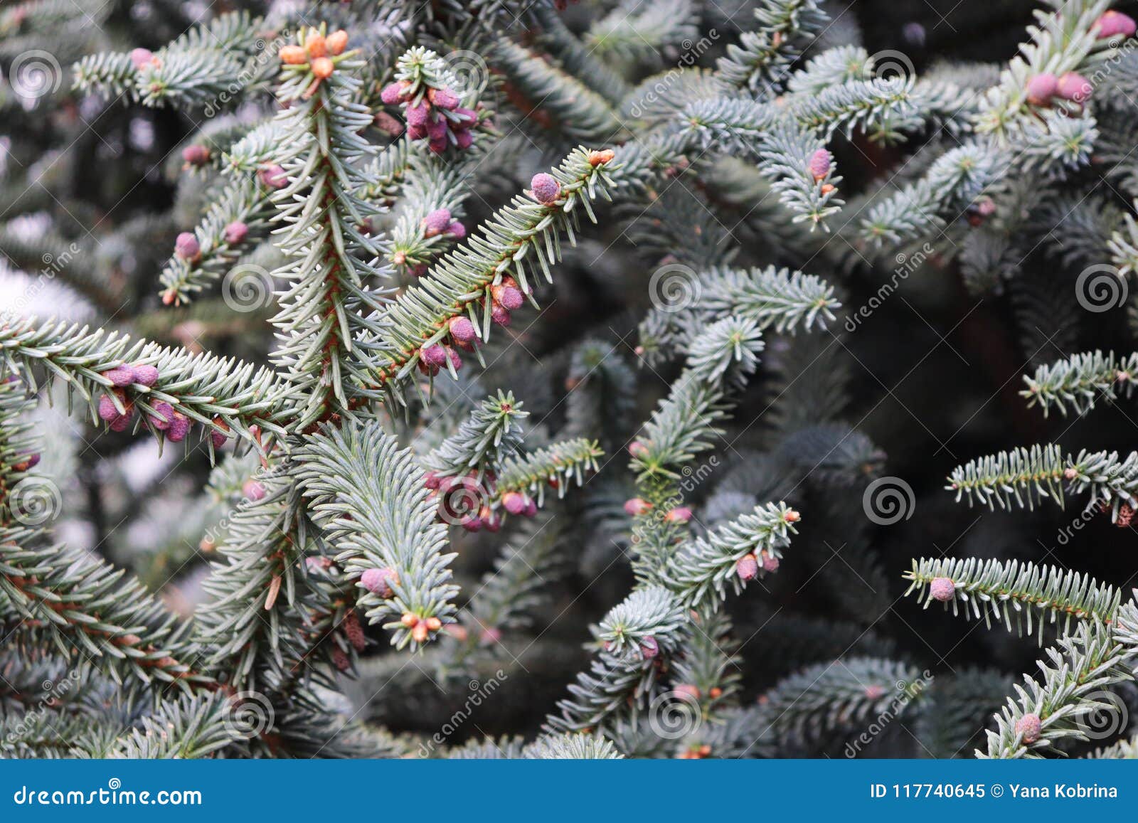 Fir-tree with sprouts stock image. Image of tree, forest - 117740645