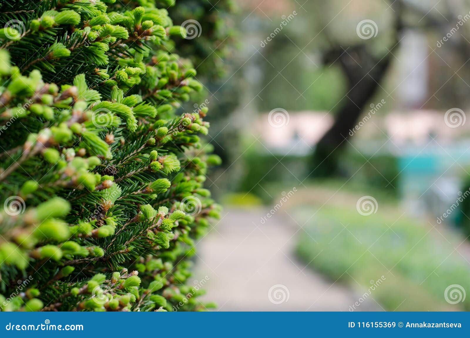 Fir Tree Sprouts on the Left Side of the Frame Stock Image - Image of ...
