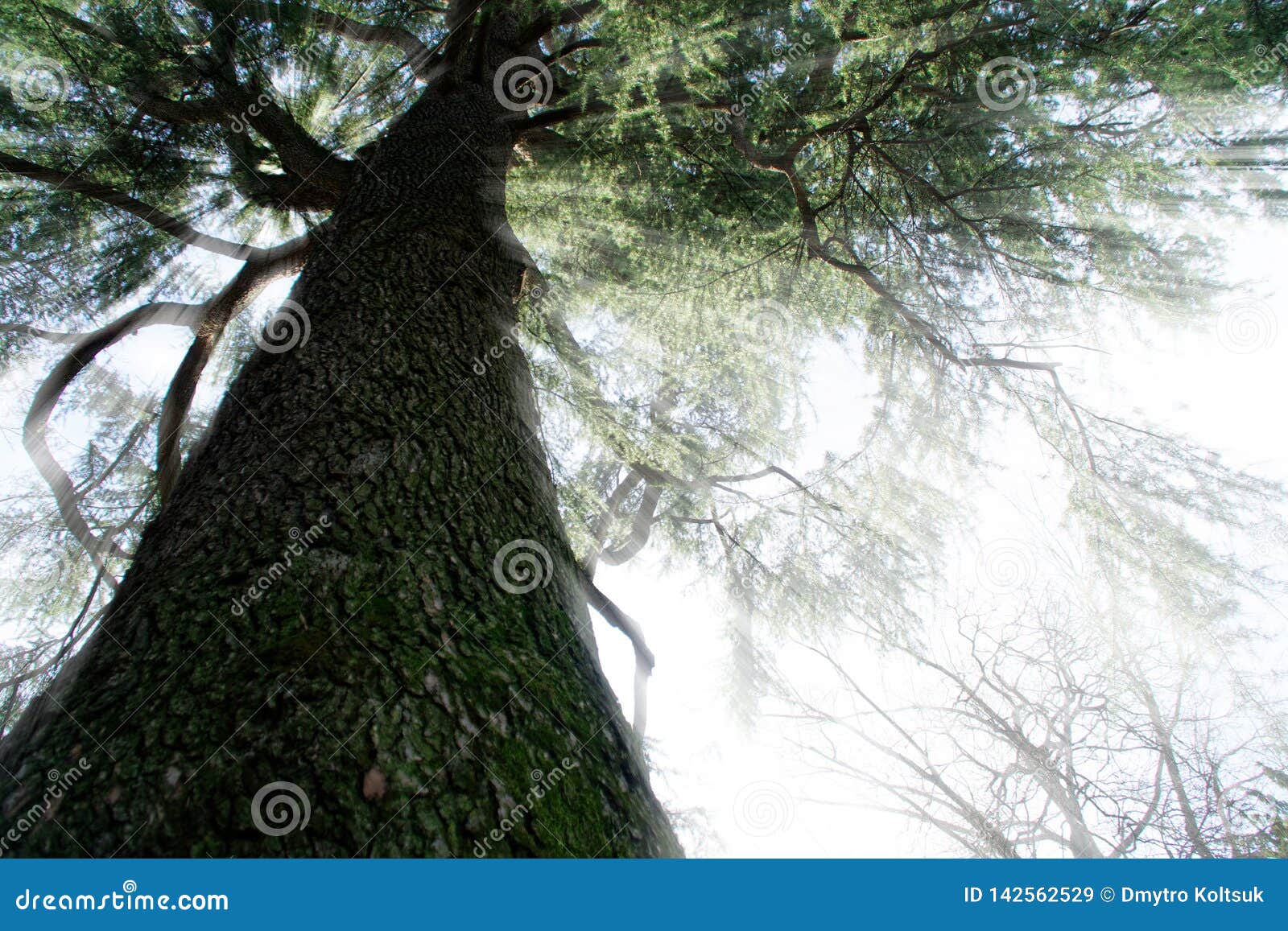 Fir Tree Stem, Pine Forest and Sun Beam. Stock Image - Image of crowded ...