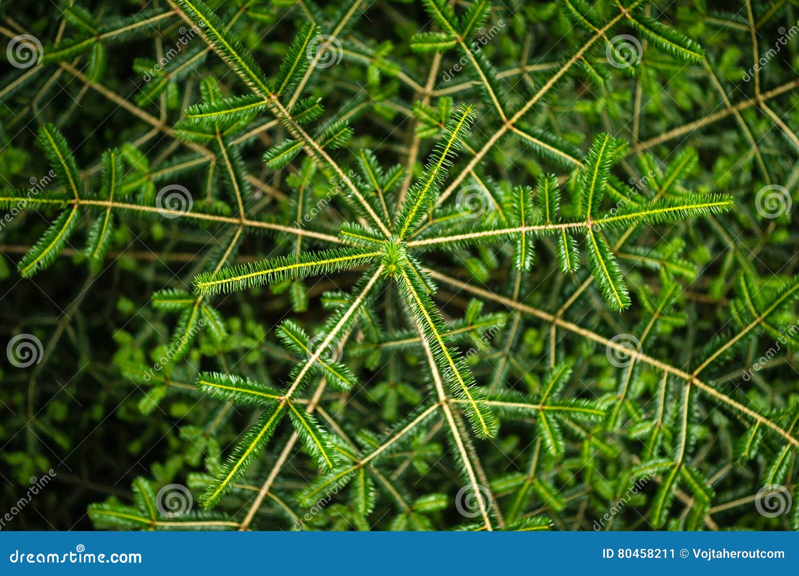 Fir Tree, Symmetric Top View Stock Image - Image of abstract, season ...
