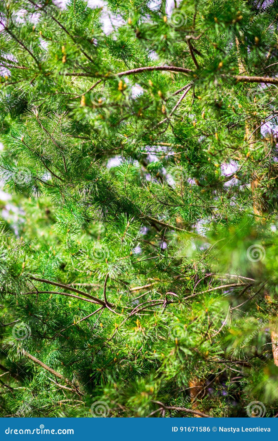 Fir tree texture stock photo. Image of background, flora - 91671586