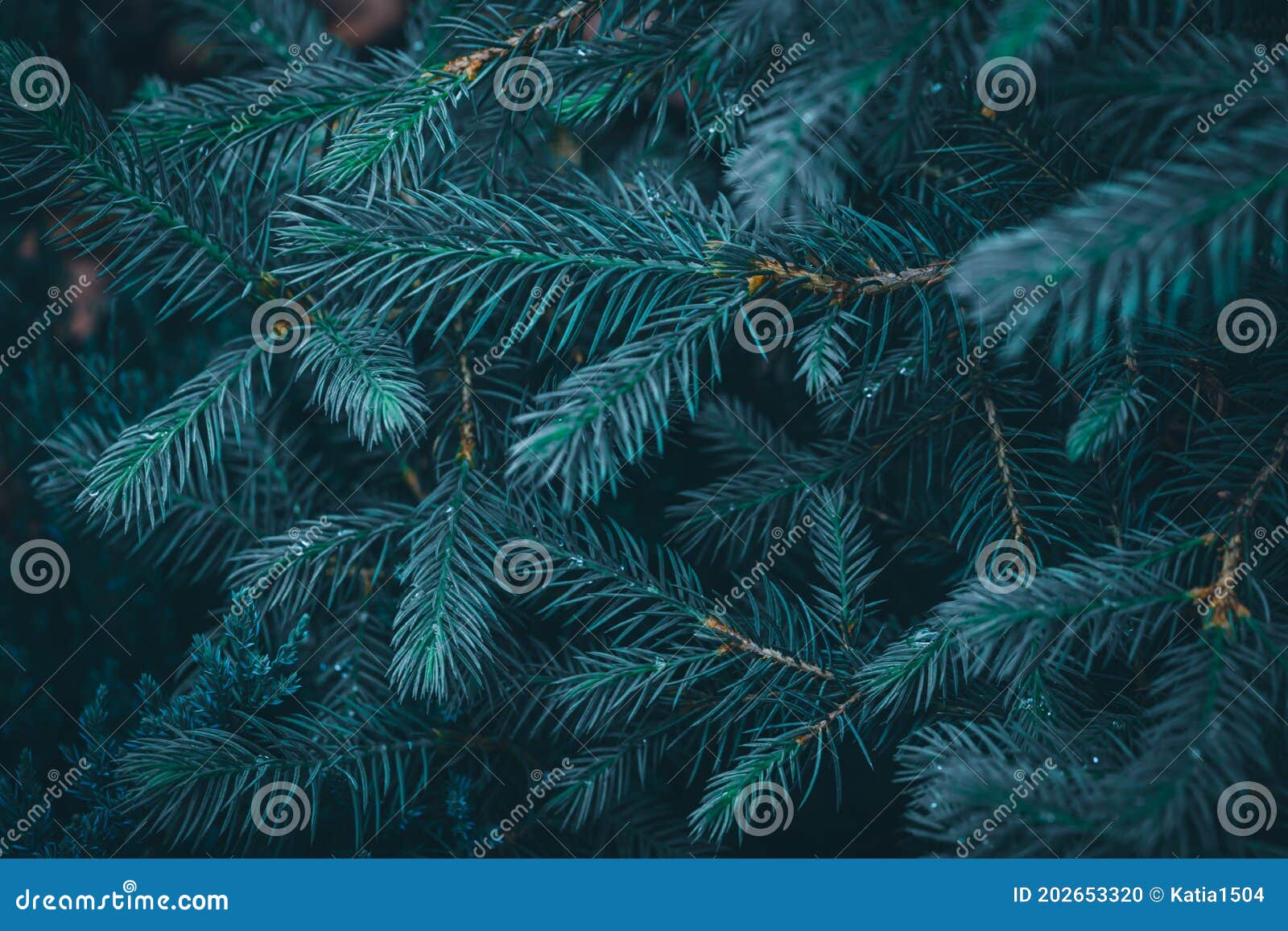 Fir Tree Textured Tidewater Green Branches Background Stock Photo ...