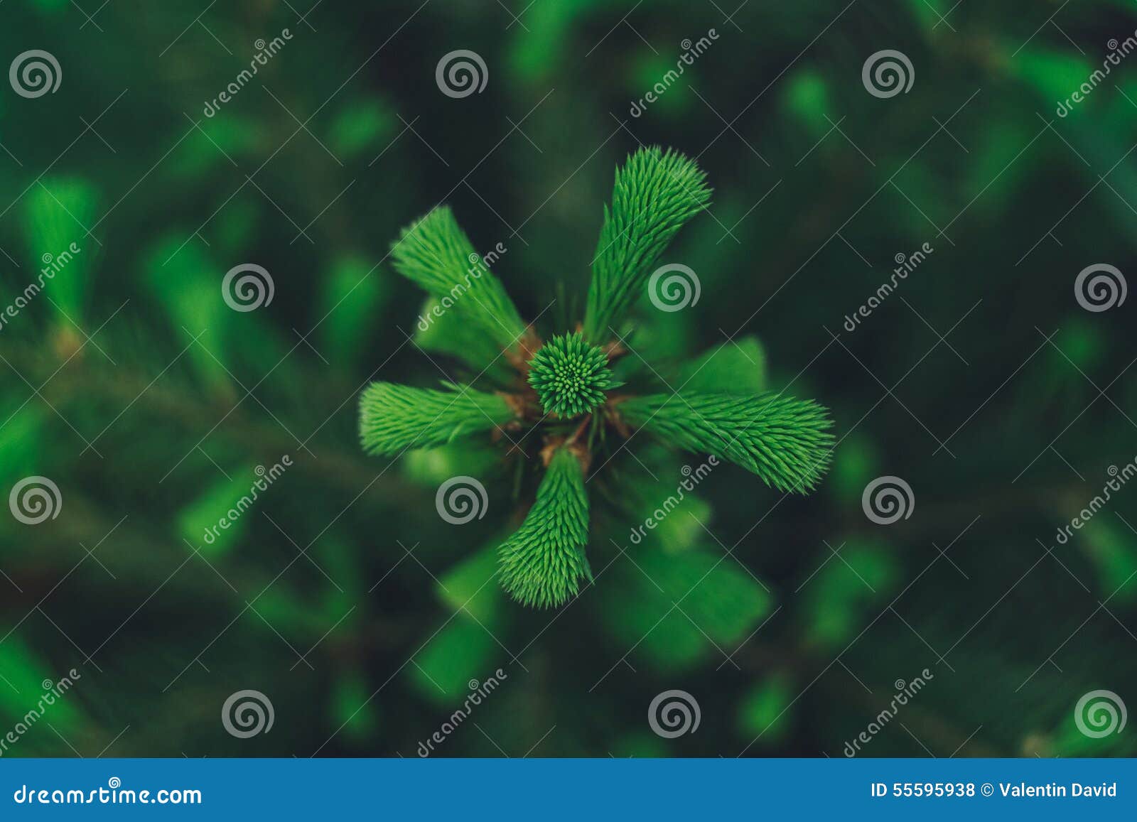Fir tree top view stock photo. Image of natural, aromatic - 55595938