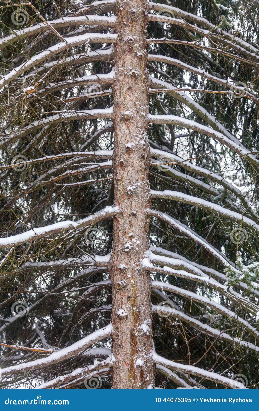 Fir Tree Trunk Covered with Snow Stock Image - Image of blizzard ...