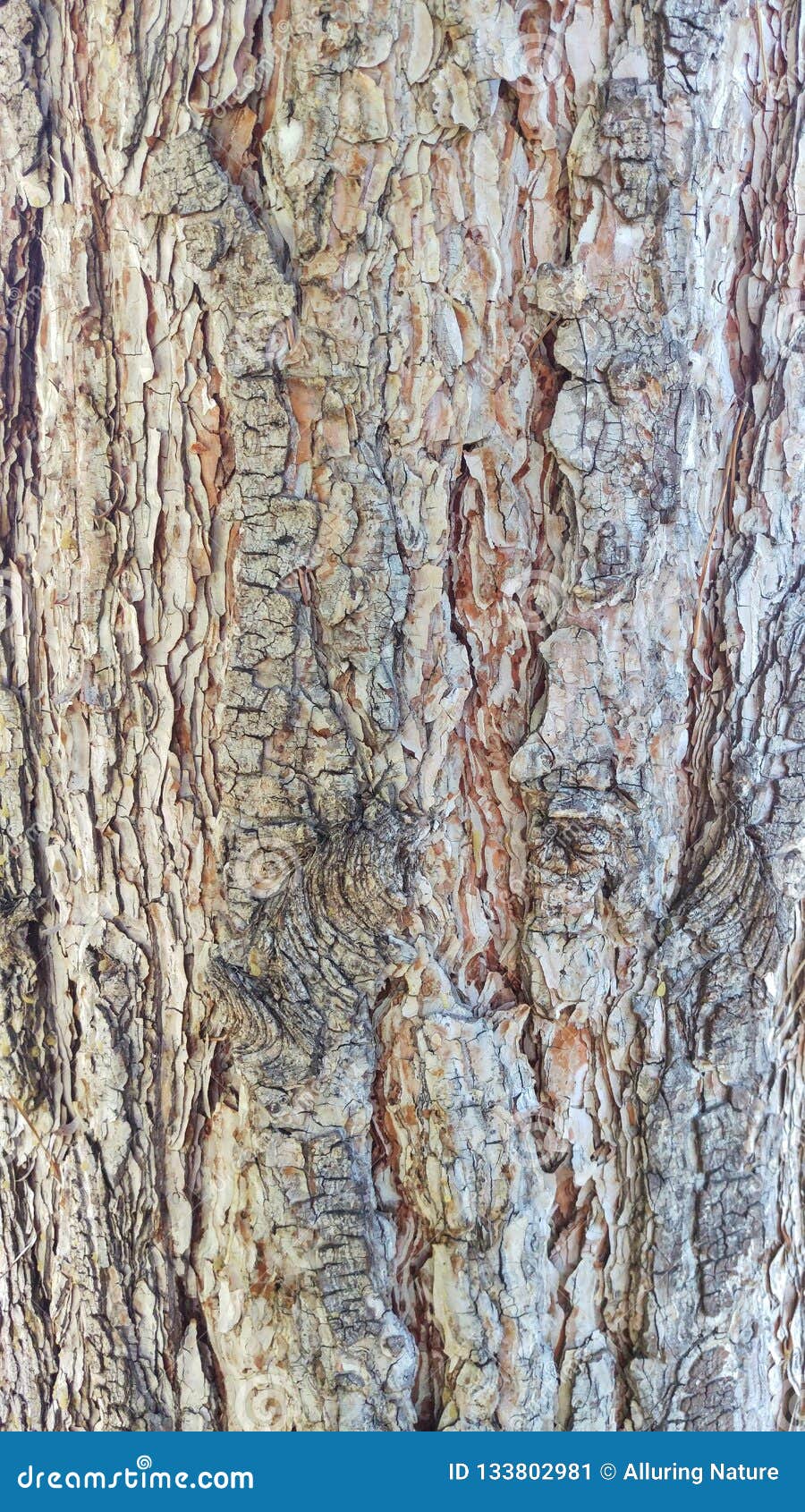 Fir Tree Trunk stock image. Image of woody, deep, tree - 133802981