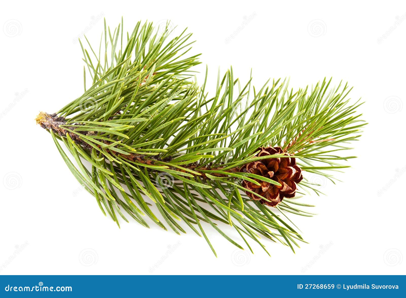Fir-tree twig stock image. Image of natural, holiday - 27268659