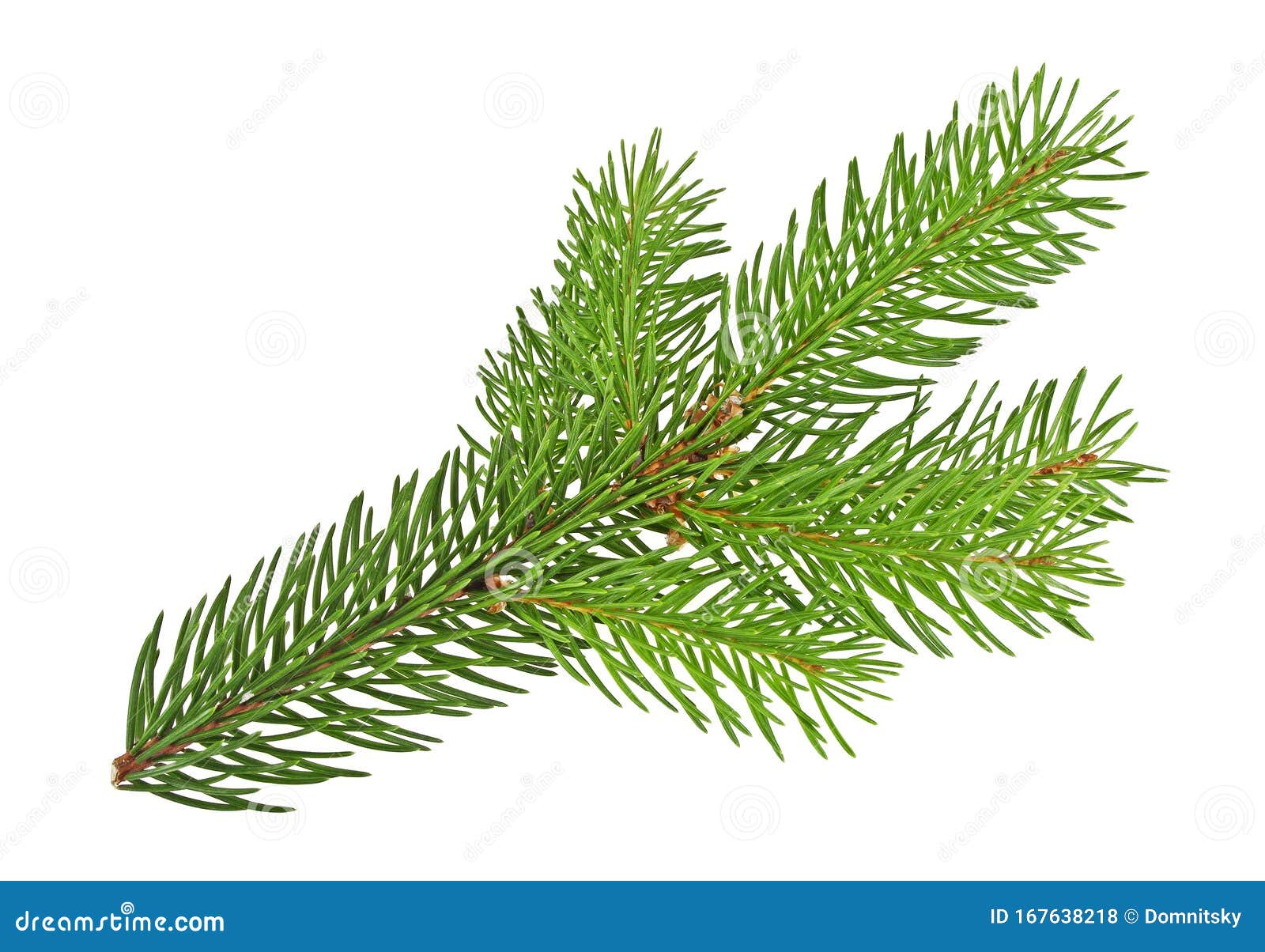 Fir Tree Twig Isolated on White Background Stock Photo - Image of ...