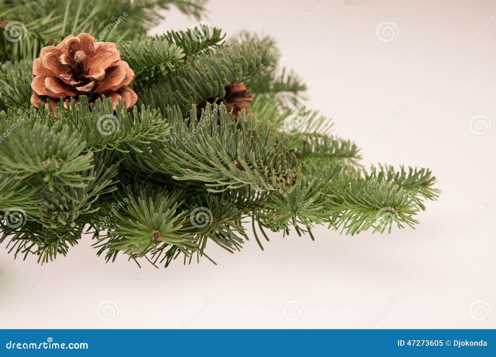 Fir-tree twigs with cones stock image. Image of celebrate - 47273605